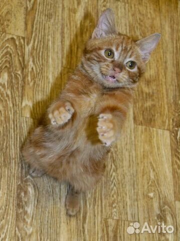 Мальчик 3 мес