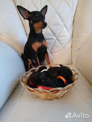 Щенки пражского крысарика, торг