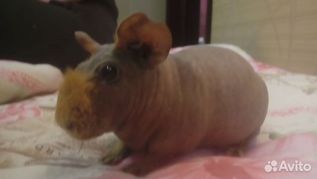 Морская свинка Скинни девочка