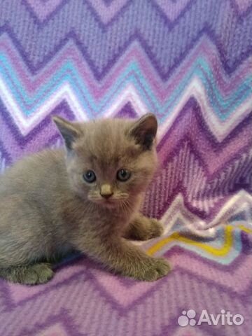 Британские красавчики