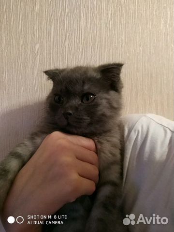 Вислоухий котенок