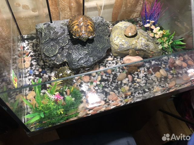 Красноухие черепахи