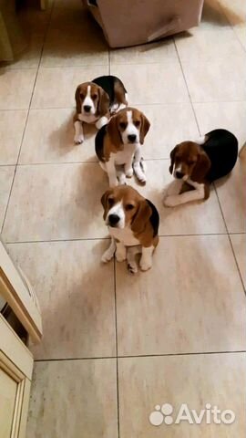 Щенки Бигля