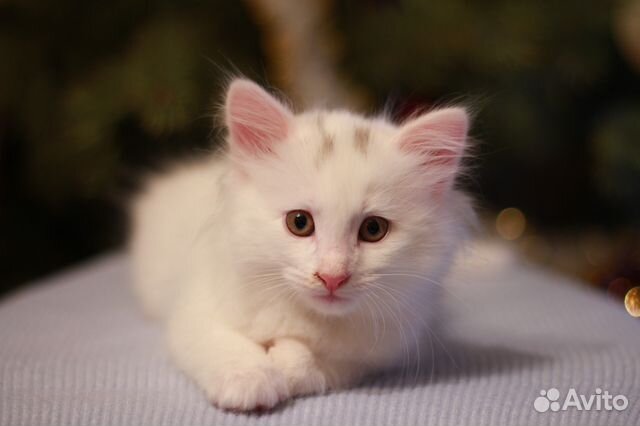 Котенок помесь Мейн-Куна и сибирской