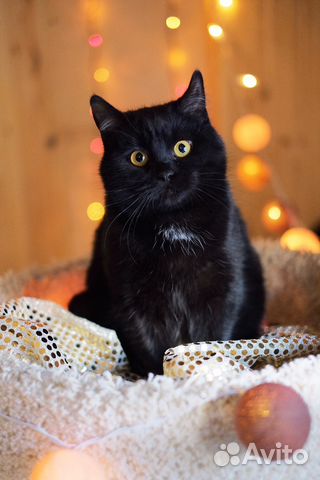 Котенок Тюльпан ищет дом