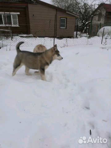 Маломуточка