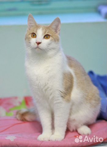 Котик Гришенька ищет дом