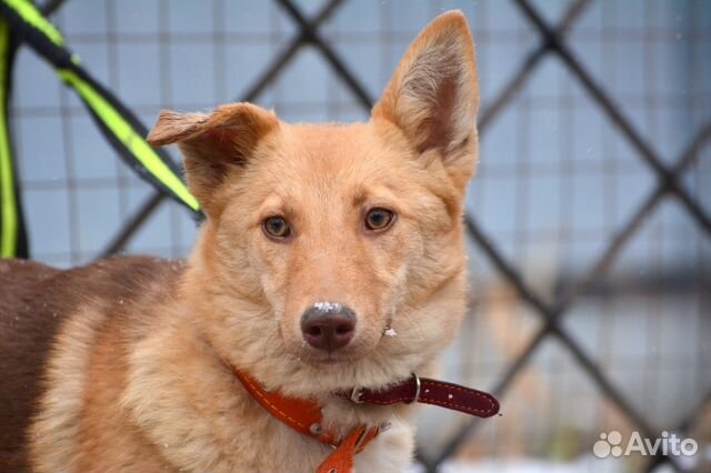 Пушистый лисенок Линда