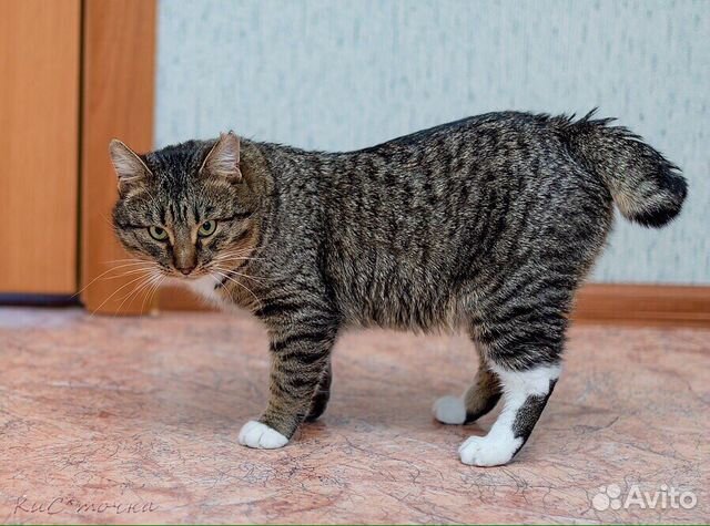 Курильский бобтейл Коржик (1,5 года) ищет дом