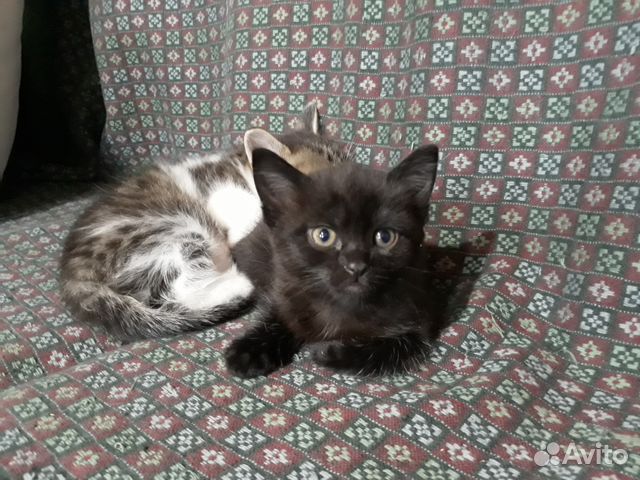 Отдам черного и трехцветного котенка в добрые руки