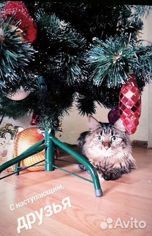 Отдам трёхцветную кошку в добрые руки