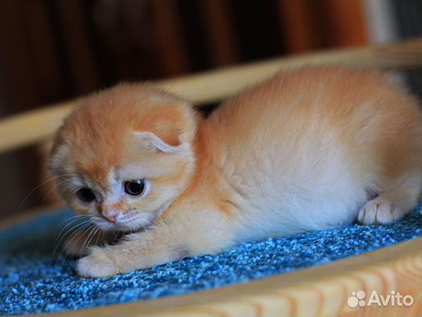 Хурма - красная тикированная кошечка в бридинг