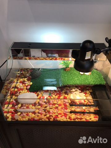 Черепаха красноухая с террариумом