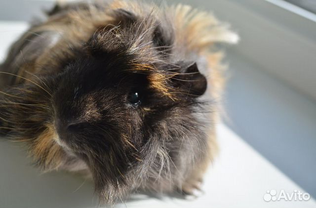 Отдам в дар морскую свинку