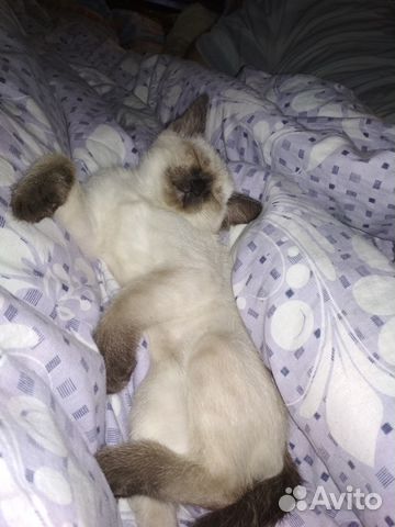 Продам Тайского котёнка