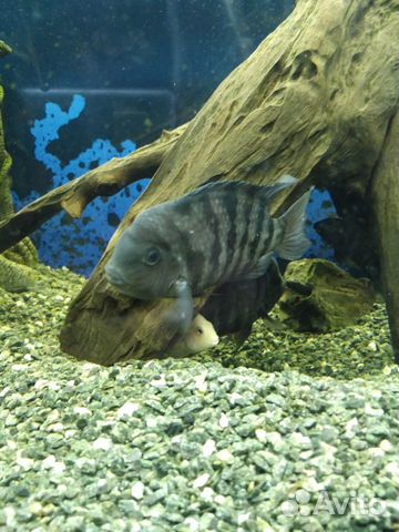 Отдам цихлид чернополосых