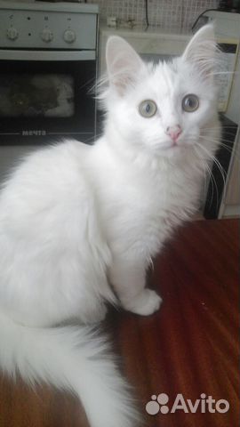 Котёнок кошка