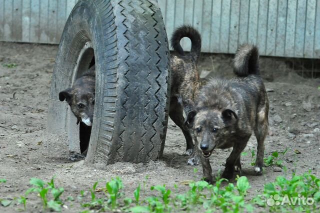 Братик и сестренка очень ждут хозяев в приюте