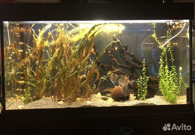 Криптокарина Вендта прополка