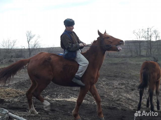 Продаю лошадь
