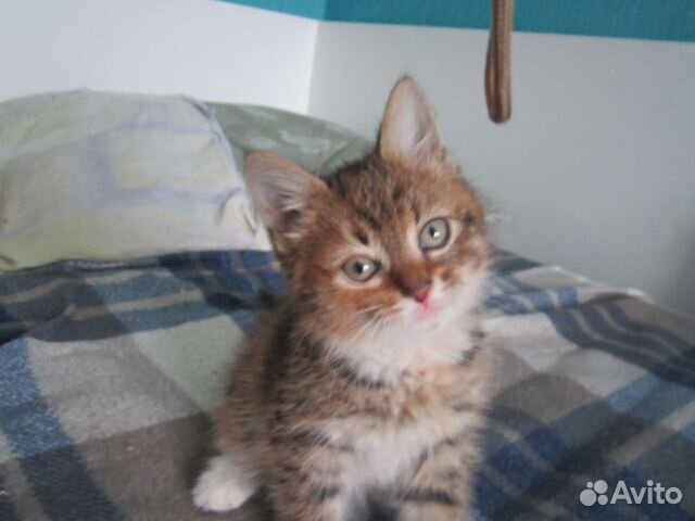 3х цветный котёнок 1,5 месяца