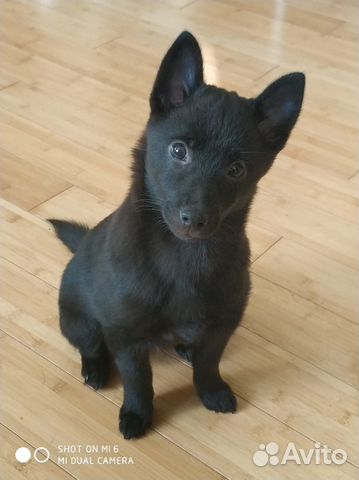 Продам щенка шипперке