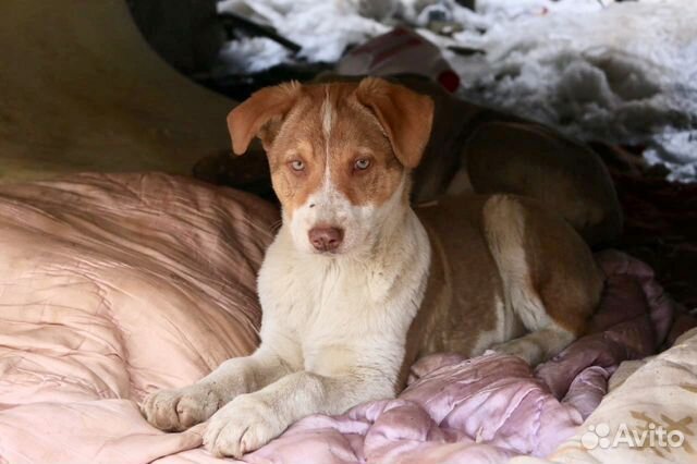 Девочка в дар