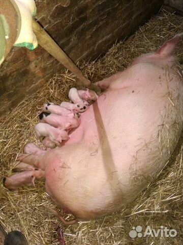 Свинья на племя