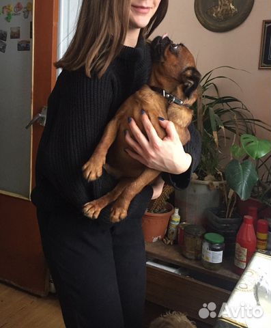 Взрослые собаки пти брабансон