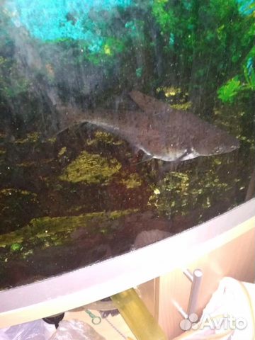 Отдам рыбу акулий сом 30см безвозмездно