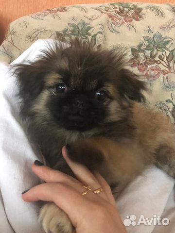 Пекинес мальчик