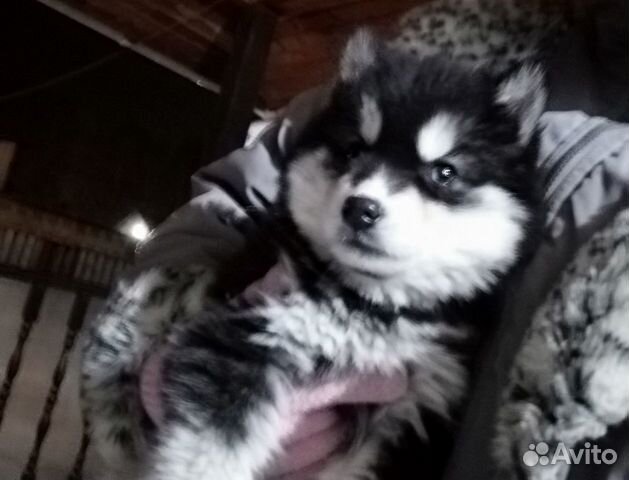 Пушистая Девочка Ласкушка