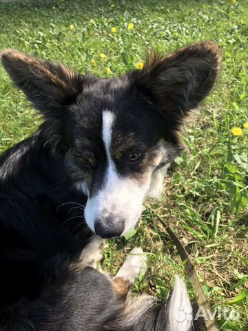 Вельш корги кардиган Отдам