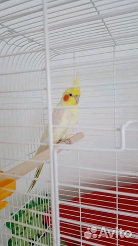 Попугай корелла, лютино