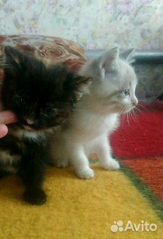 Британские котята белый мальчик, чёрная девочка)