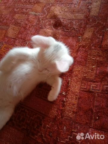 Котенок мальчиак 3 месяца Турецкая ангара