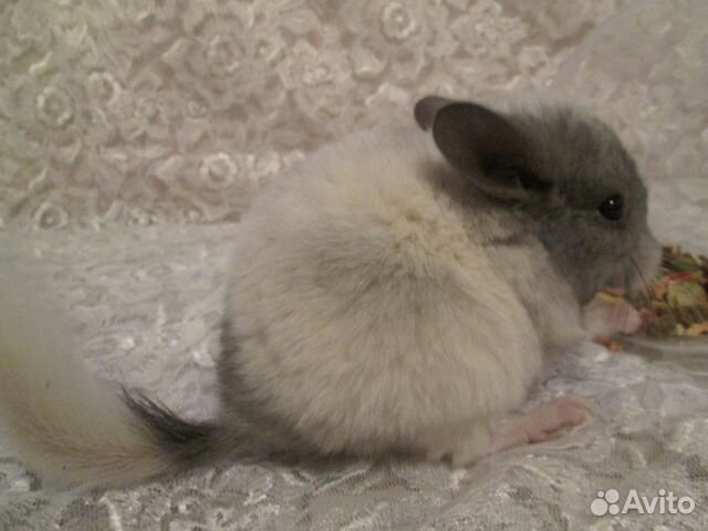 Продаются шиншиллы