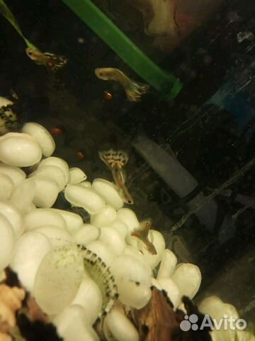 Рыбки гуппи мальки