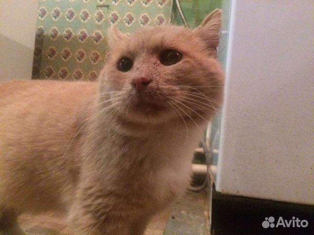 Кот в добрые руки