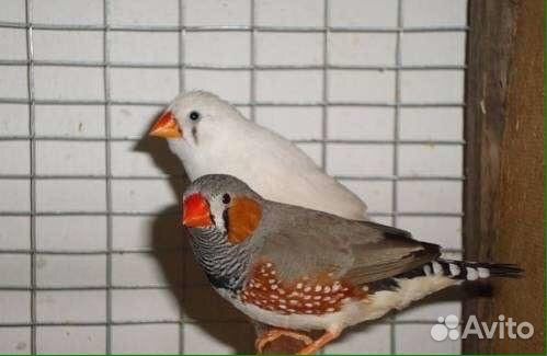 Продам семью из 2 амодинов