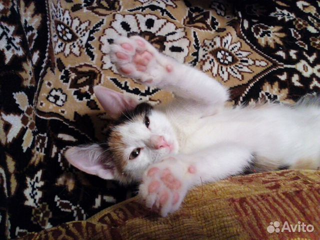 Трехцветная котена ищет хозяев