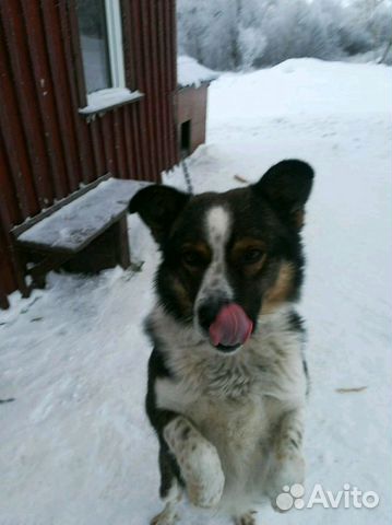 Потерялся друг