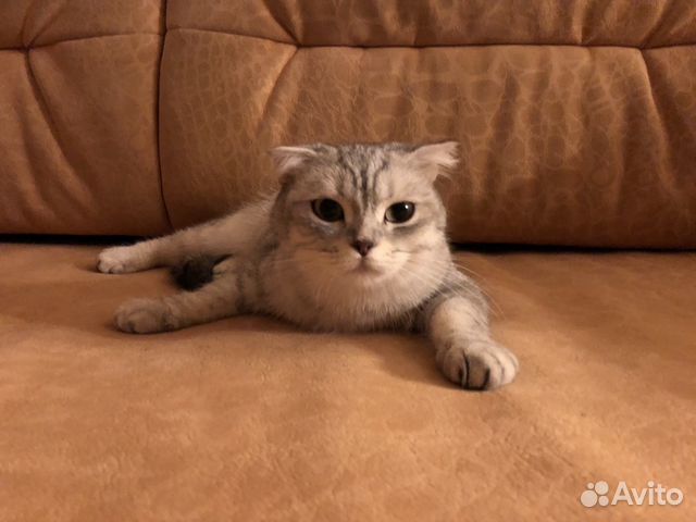 Отдадим кошку, похожую на шотландскую вислоухую