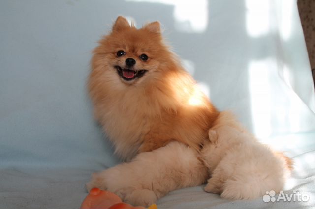 Девочки щпица