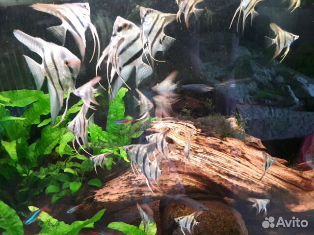 Скалярии мальки