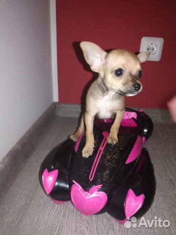 Чихуашка малыш