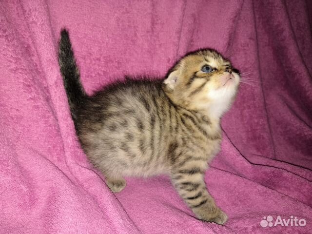 Шотланский малыш