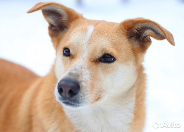 Веселая пампушка Ромашка