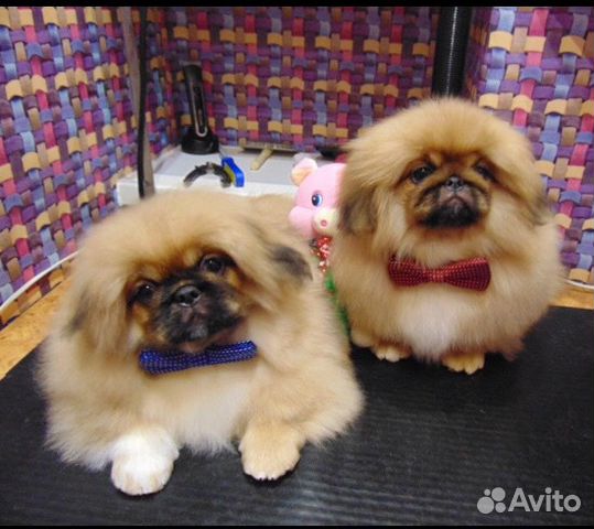 Продажа щенков пекинеса