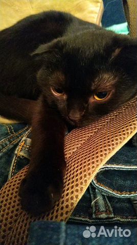 Шотланский котенок в дар